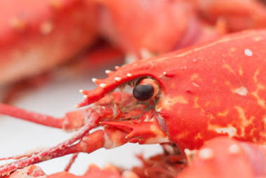 Food & Drink Exhibitors - Brecon Beacons Food Festival